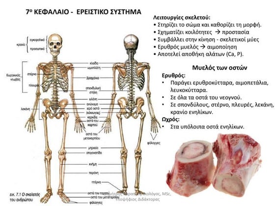Μάθημα: Βιολογία. Α' Λυκείου. 1ο Κεφ.-Σημειώσεις σχολικού βιβλίου | PPT