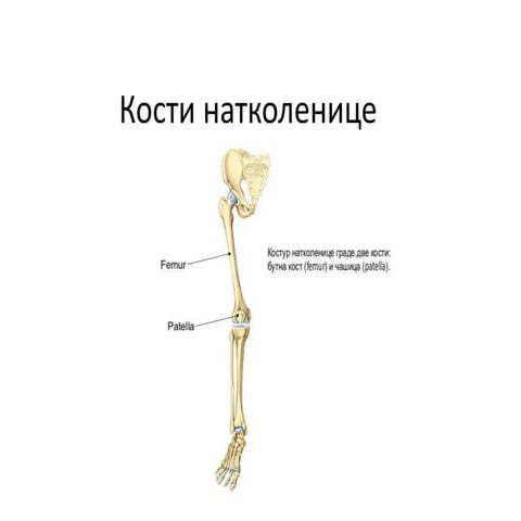 кости натколенице | PPTX