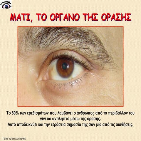 αγρια ζωα της ζουγκλας! | PPT