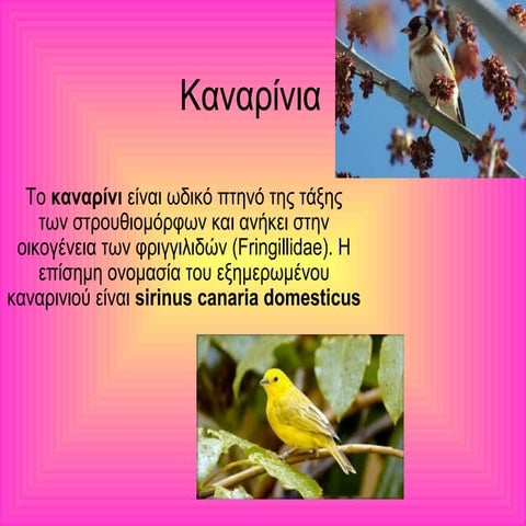 Τα καναρίνια | PPT