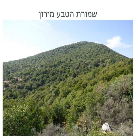 שמורת הטבע מירון Nature Reserve Mount Miron in Israel | PPS