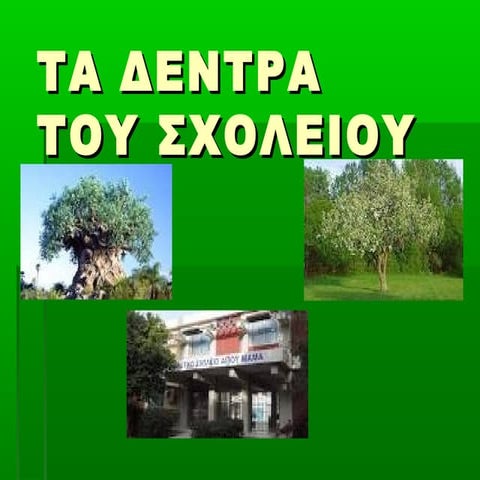 Τα δεντρα του σχολειου μας | PPT