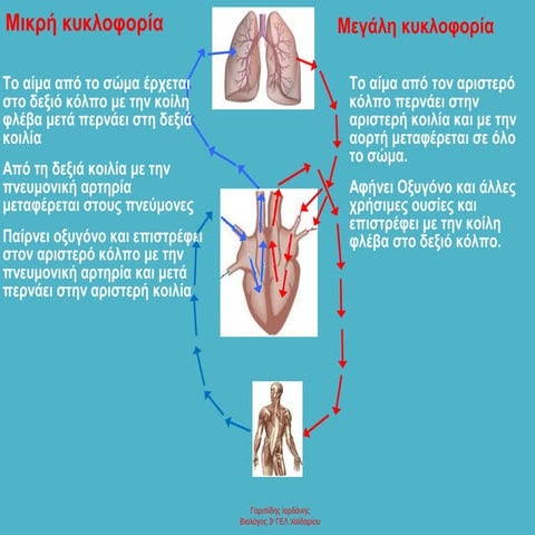 μικρή και μεγάλη κυκλοφορία | PPT