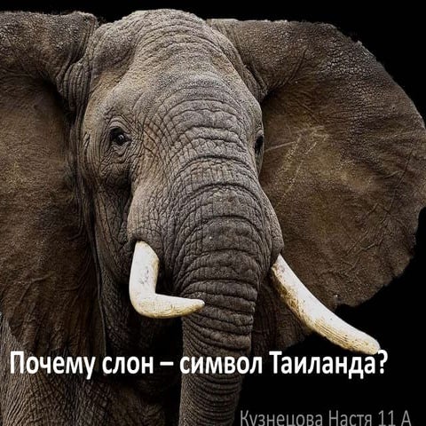 Почему слон – символ таиланда. | PPT