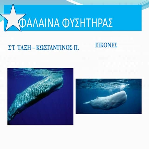Φαλαινα Φυσητηρας | PPTX