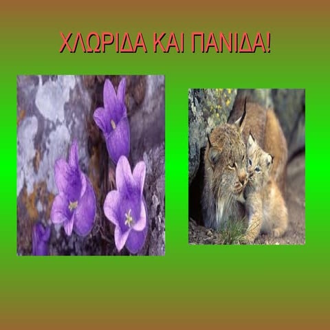 ΕΛΛΗΝΙΚΗ ΧΛΩΡΙΔΑ ΚΑΙ ΠΑΝΙΔΑ -ΚΕΦ 11 | PPTX