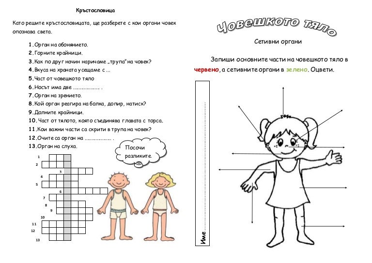 Човешкото тяло сетивни органи книжка работен лист