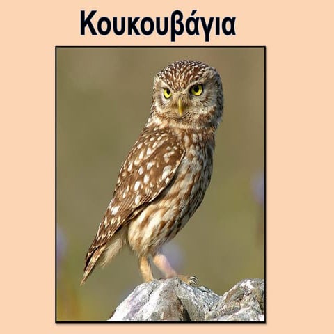 Βάγια η κουκουβάγια | PDF