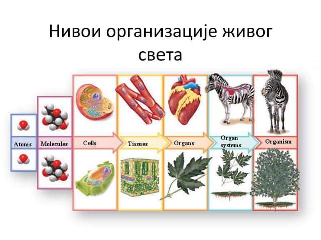 Građa ćelije - 7. razred, Dunja Ercegovčević | PPTX