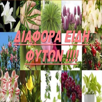 εργασια για τα φυτα τσουγα ζωη μιχαηλιδου μαρια | PPTX