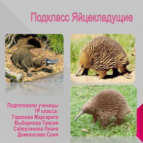 биология яйцекладущие | PPT