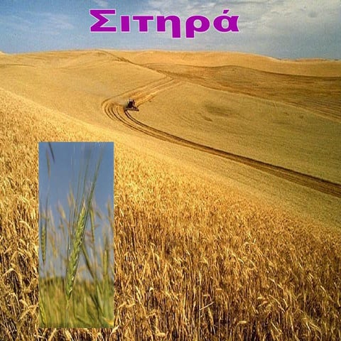 χειμερινά σιτηρά γενικό μέρος | PPT