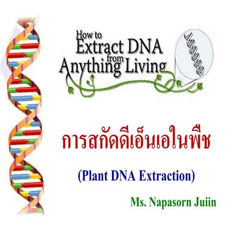 Biology Lab: Plant DNA Extraction | PPTX