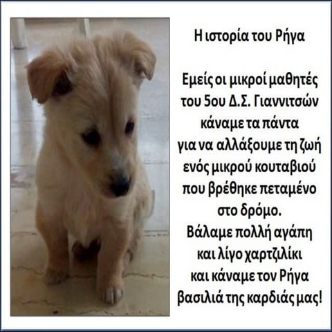 ο αδεσποτος ρηγας | PPT