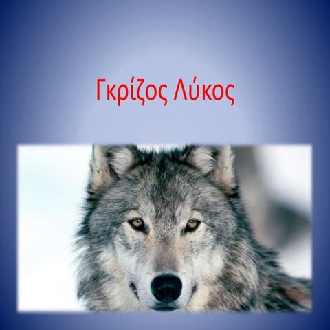 γκρίζος λύκος | PPTX