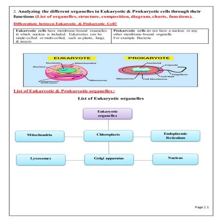 Eukaryotic Cell Structure And Function Chart