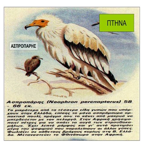 Προστατευόμενα ζώα της Κύπρου | PPT
