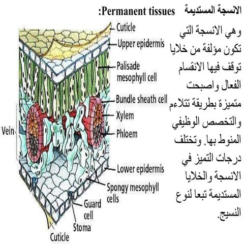 د.فائق الراضي Permanent tissues-6 (Muhadharaty).pptx