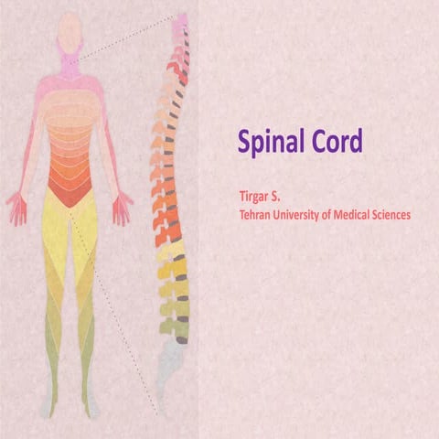spinal cord anatomy slidessssssssssssssssssssssssssssssssssssssssssss | PDF