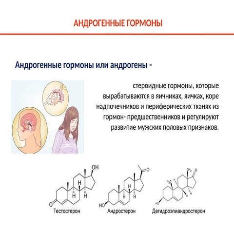 Андрогенные гормоны presentation for st.pptx