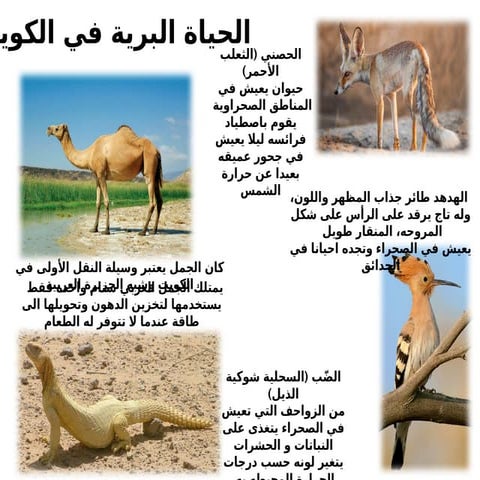 Wild_Animals_in_Kuwait_Environment_Grade_6 | PPTX
