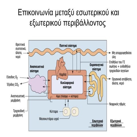 Comprehensive Overview of Human Blood Components and Functions | PPTX