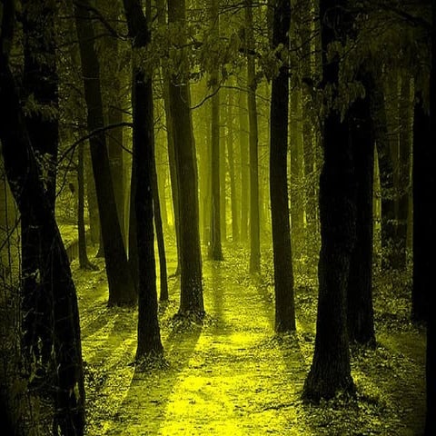 Random Pictures | PPS