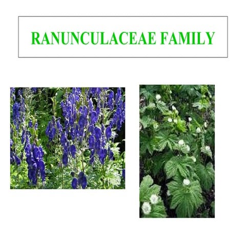 Ranunculaceae | PPT