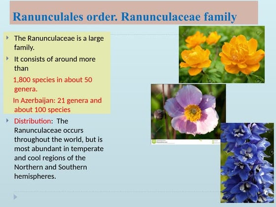 Ranunculaceae | PDF