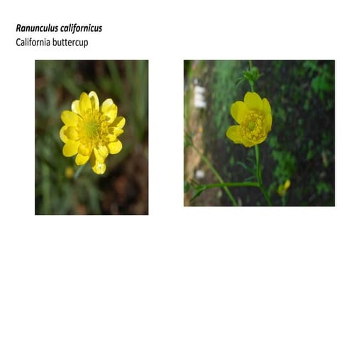 Ranunculus californicus web show | PDF