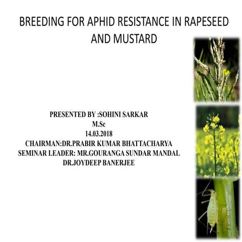 APHID RESISTANCE BREEDING IN RAPESEED AND MUSTARD | PPTX | Agriculture ...