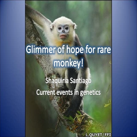 The International Trade in Primates for Labs | PPT