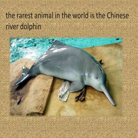Rare animals | PPTX