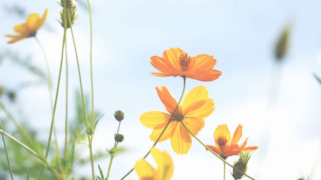 Hindi presentation on ras | PPTX