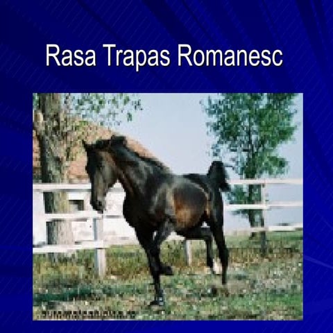 Rase de cai: Rasa trapas romanesc | PPT