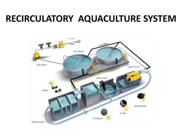 Semi intensive fish culture system | PPTX