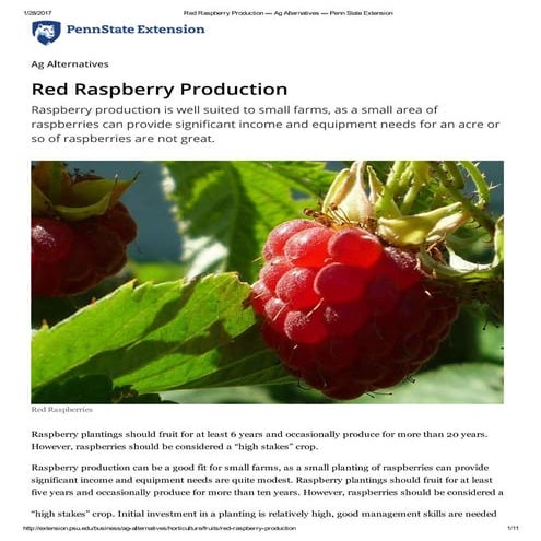 Raspberry | PDF