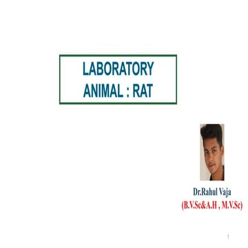 laboratory animal: Rat | PPTX