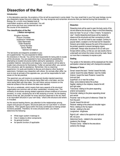 Frog Dissection | PPT | Biological Sciences | Science