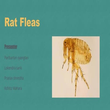 rat fleas presentation .pptkntklenflkafmlaefmkla | PPT