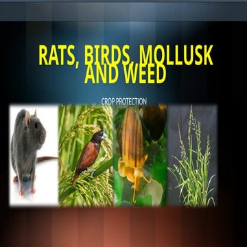 RATS, BIRDS, MOLLUSK AND WEEDppt.docs.pptx