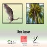 Rats Powerpoint - Year 6.pptx