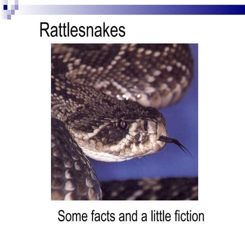 Rattlesnakes safety | PPT