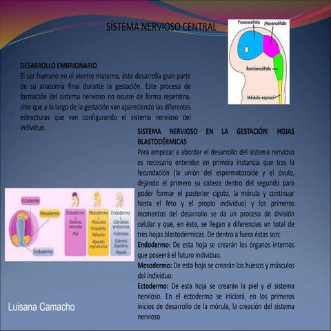 Desarrollo_embrionario_del_SNC2...ppt