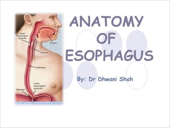 Anatomy Of The Esophagus The Esophagus: Anatomy And 3D Illustrations