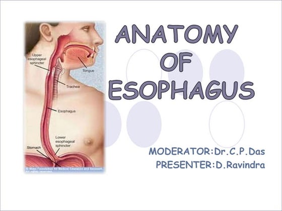 Anatomy and physiology of esophagus | PPTX | Lung and Respiratory ...