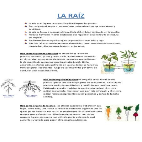 LA RAIZ CONCEPTO Y SUS PARTES TIPOS Y EJEMPLOS | PPTX