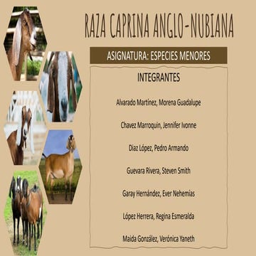 RAZA CAPRINA ANGLO-NUBIANA.pdfffffffffff | PDF