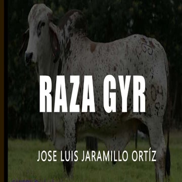 Raza Gyr y sus características fisiológicas | PPTX