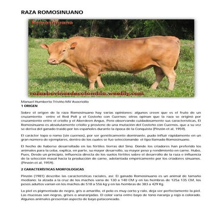 Raza romosinuano | PDF